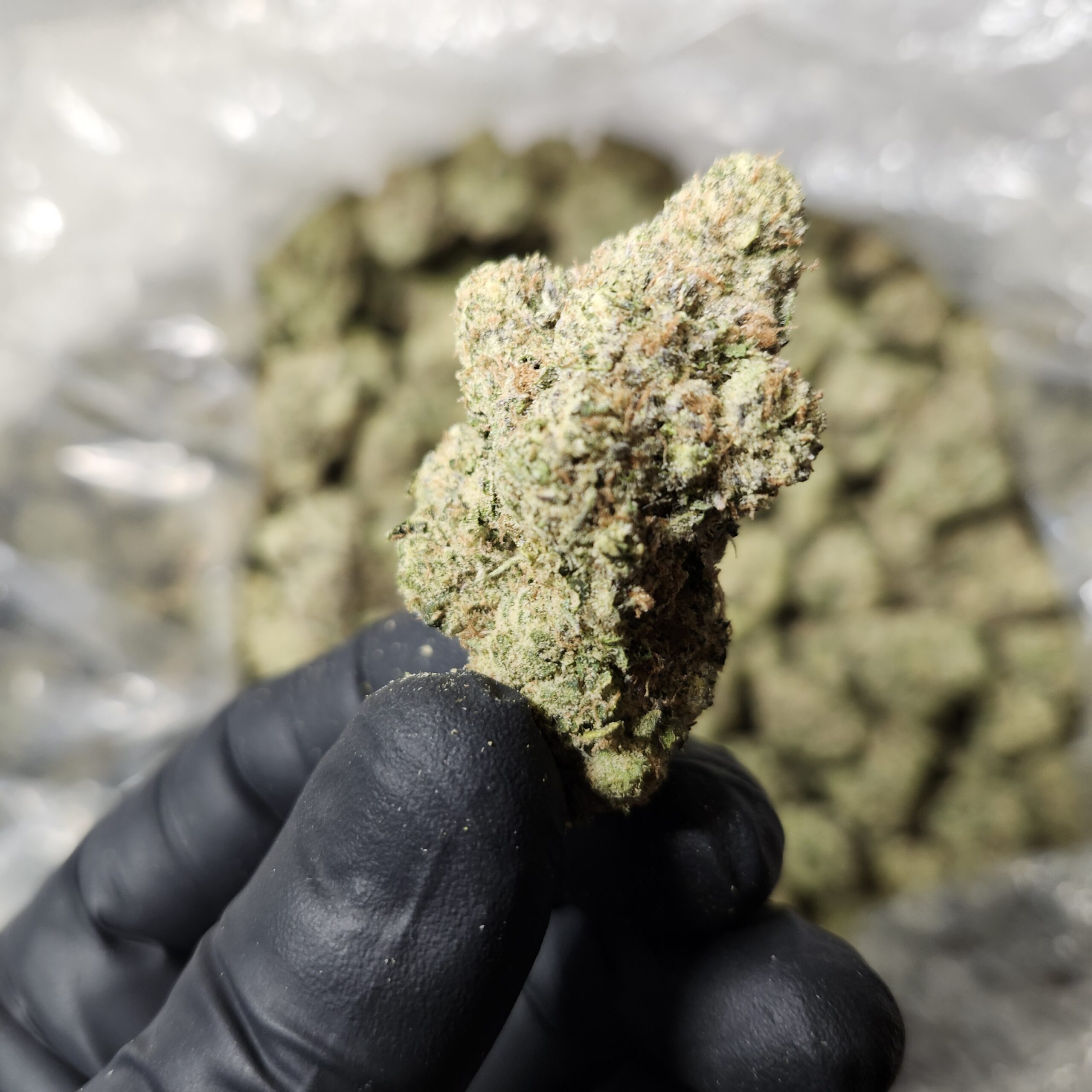 Shop White Gumbo Strain Online From Eighths and Ounces